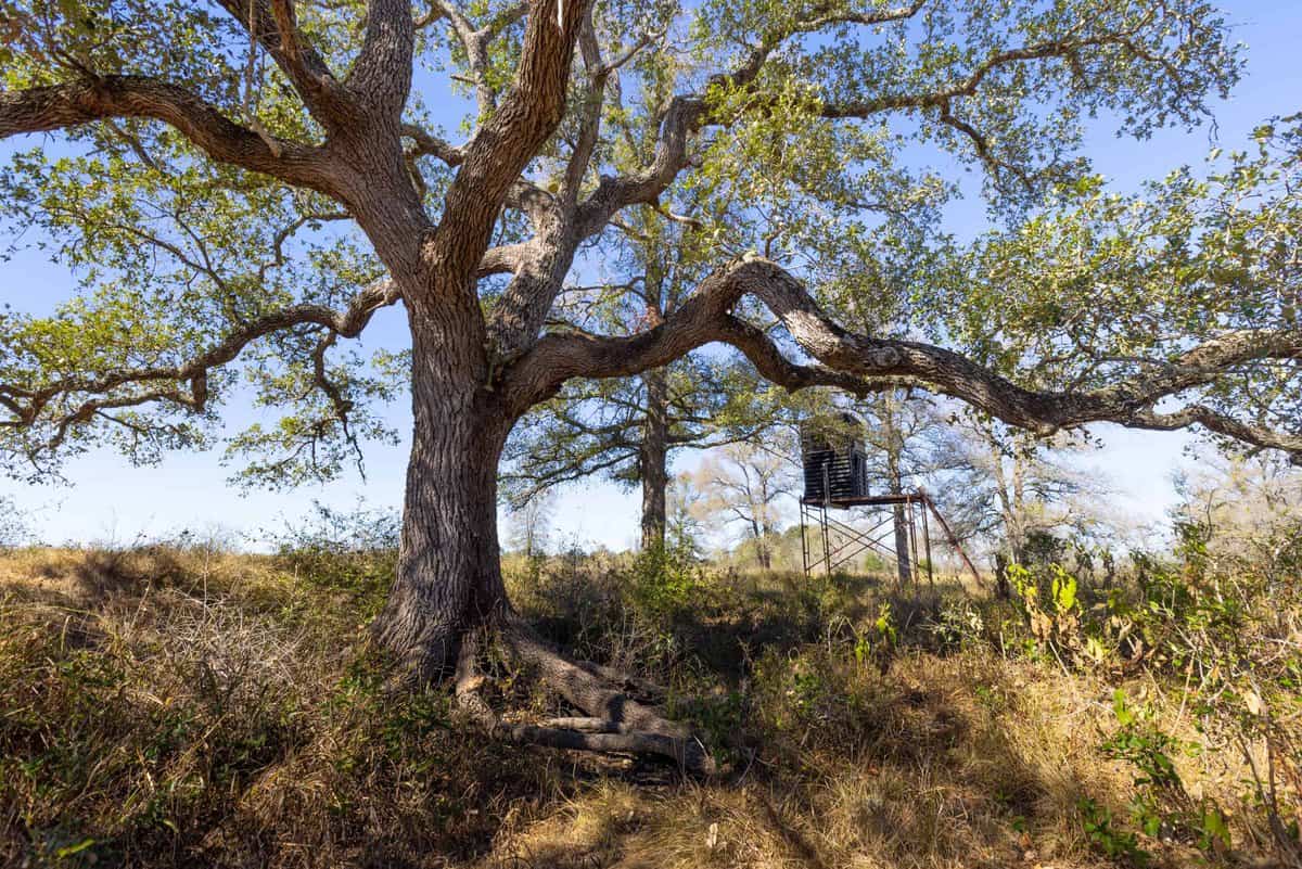 Gonzales County, Harwood, TX West and Swope Ranches