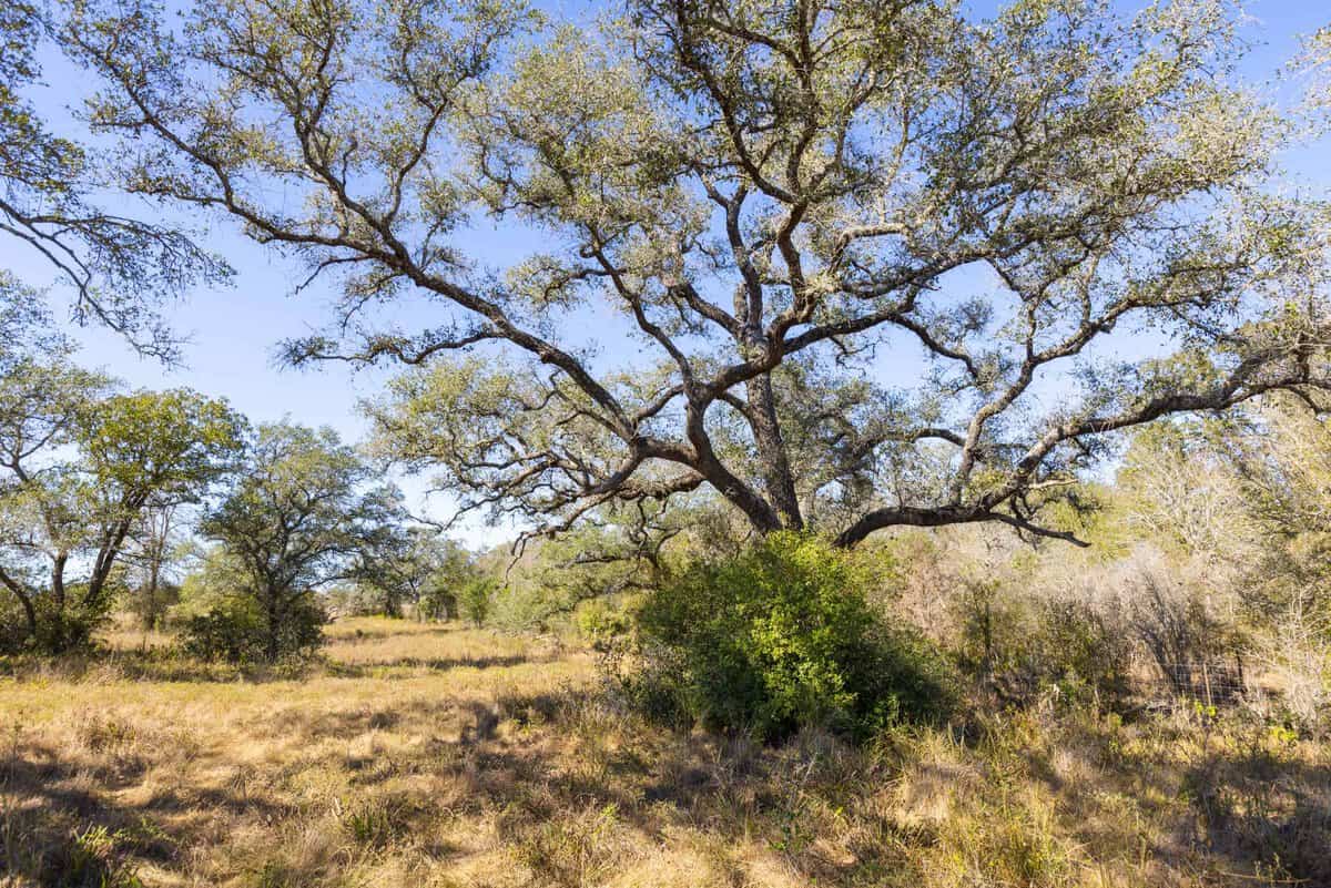 Gonzales County, Harwood, TX West and Swope Ranches