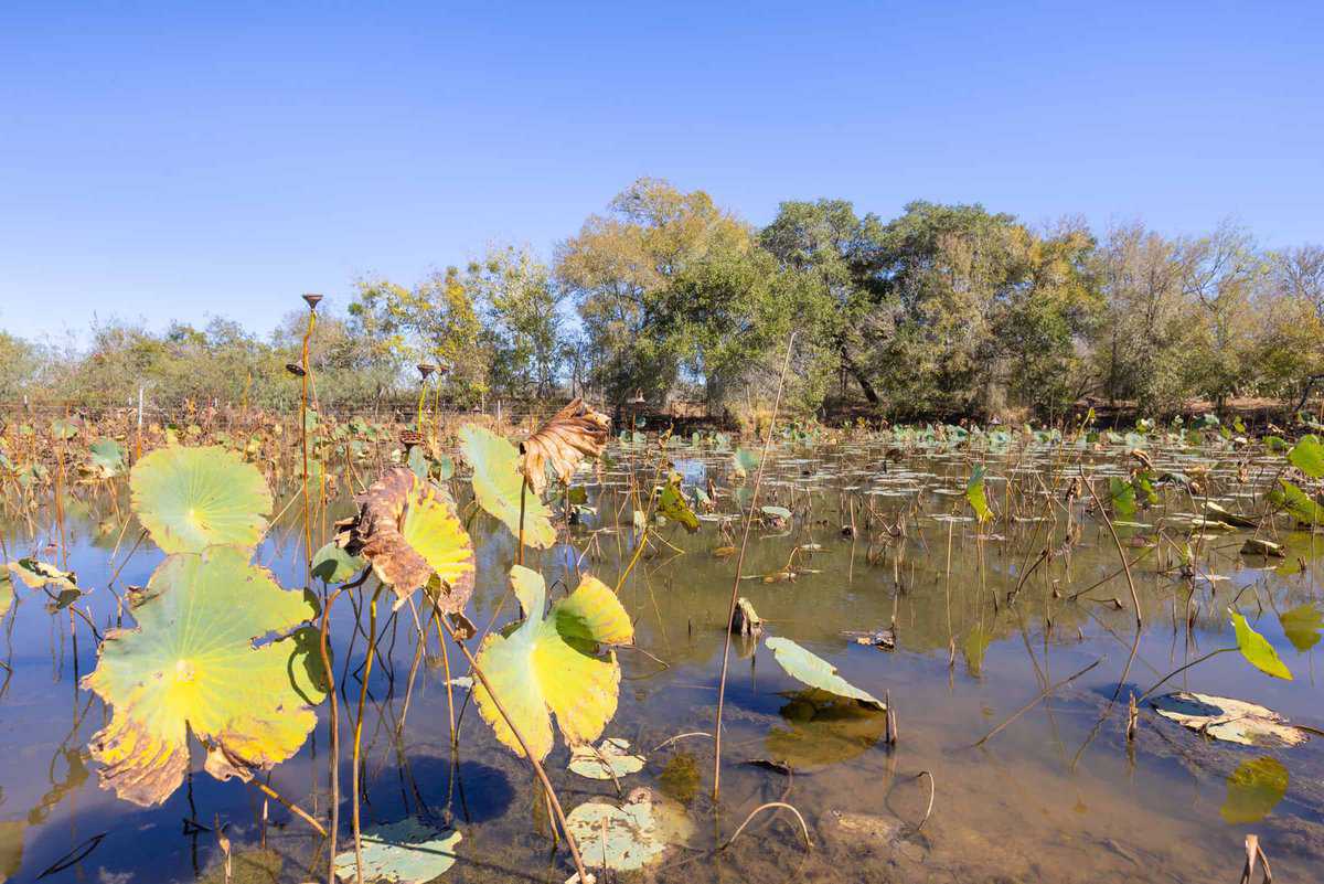 Gonzales County, Harwood, TX West and Swope Ranches
