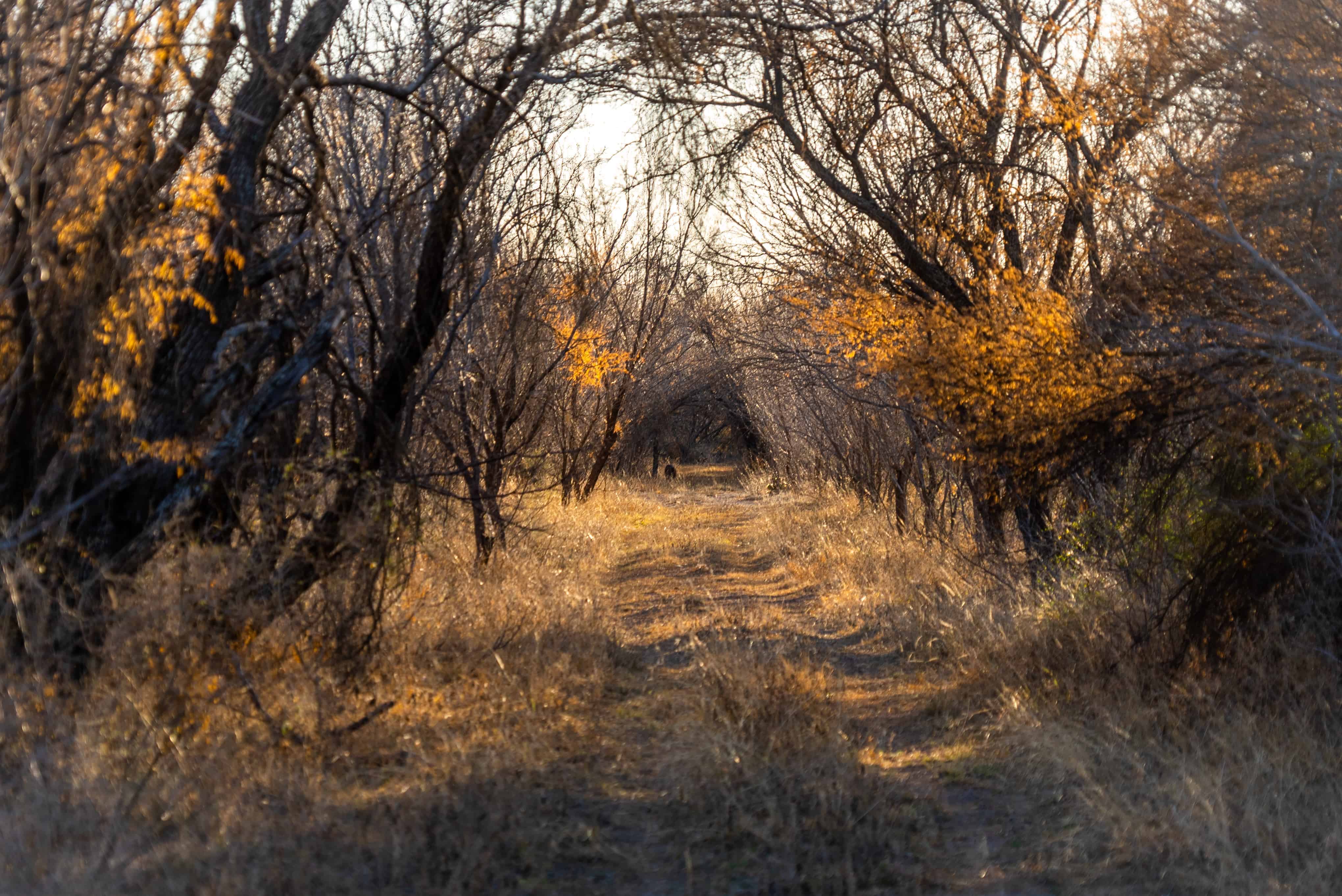 San Felipe Creek Ranches: Hunting and Recreational Land for Sale in Del ...